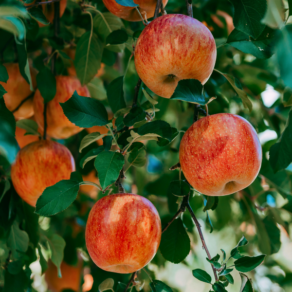 Secret Weapon for Fall Trees - Nelson Plant Food