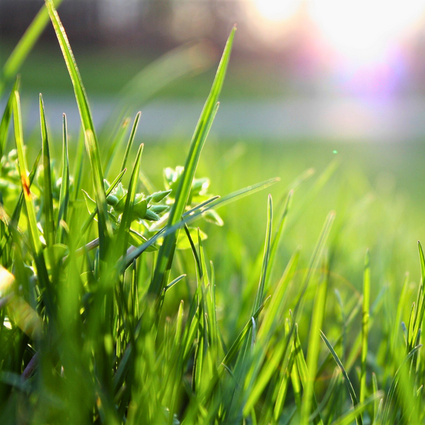 Spring Has Arrived - Nelson Plant Food